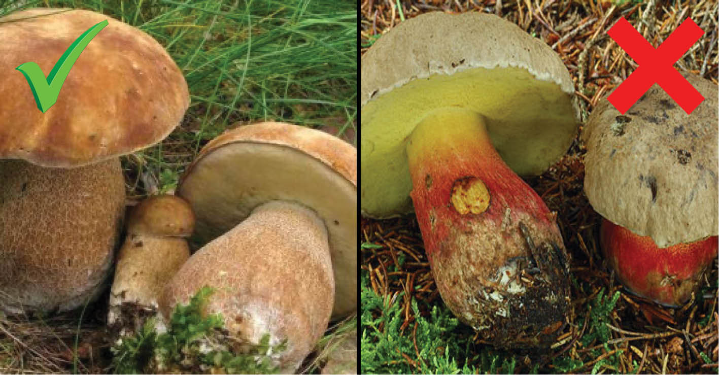 Legyenek óvatosak: mérgező gomba | Kárpátalja