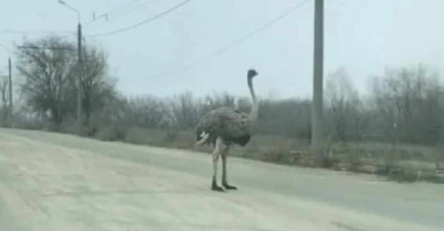 Egy strucc sétált Krivij Rih utcáin | Kárpátalja